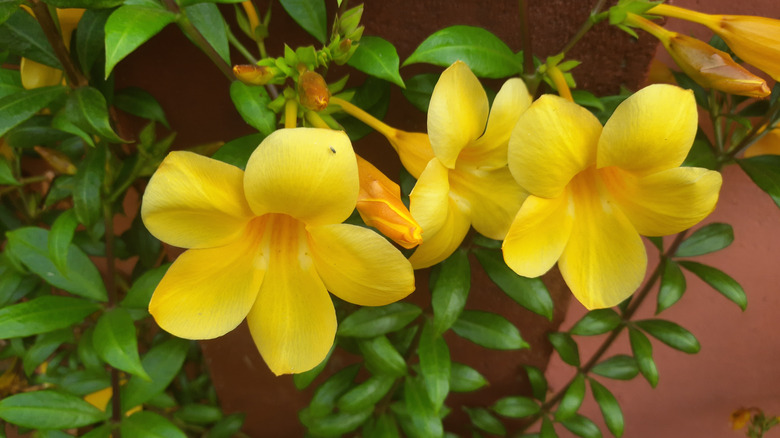 9 yellow-flowering climbing plants that pollinators love