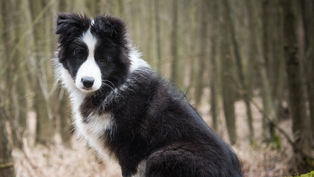 12 dog breeds prone to separation anxiety