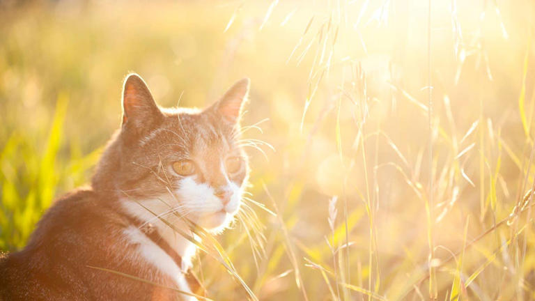 7 cat breeds that thrive in warm, sunny weather, according to vets