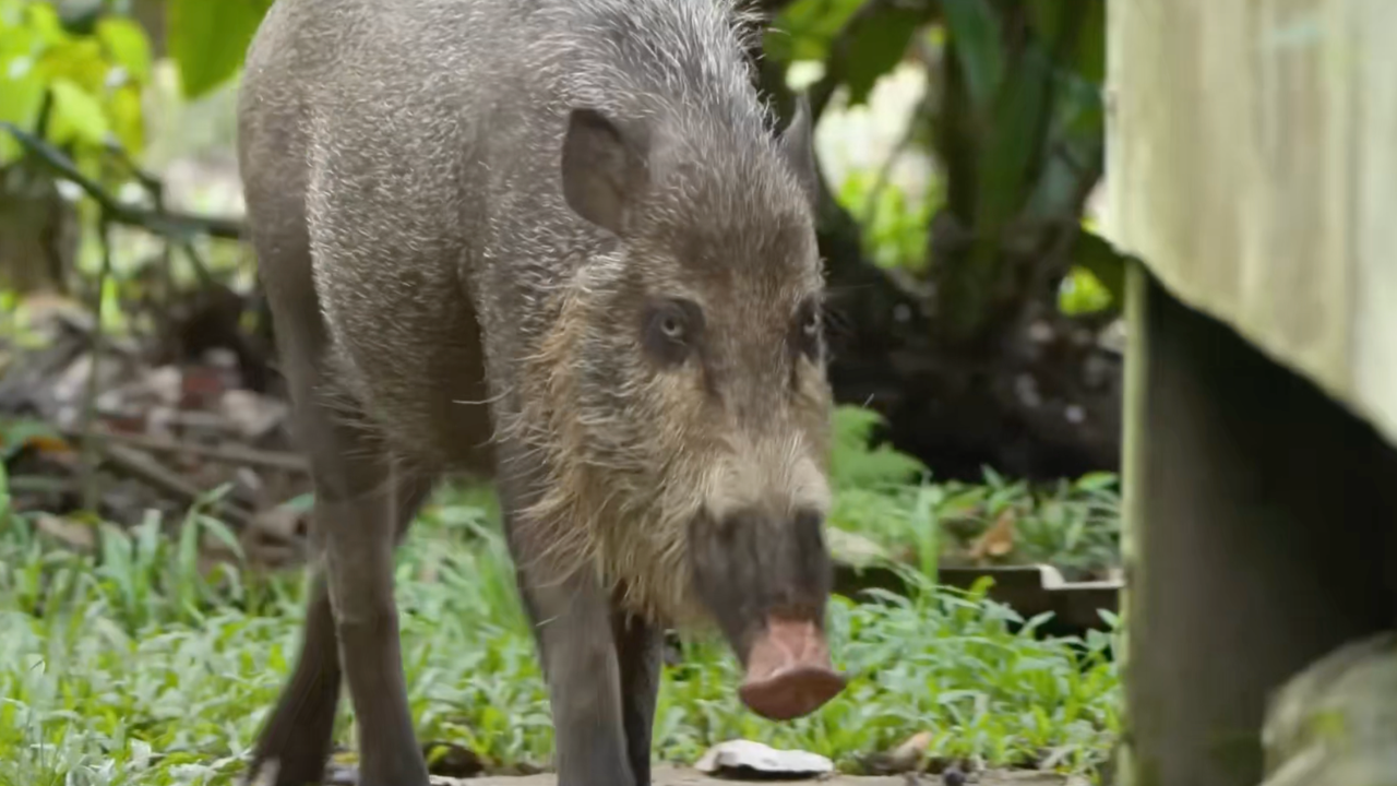The strange and wild bearded pig of Borneo