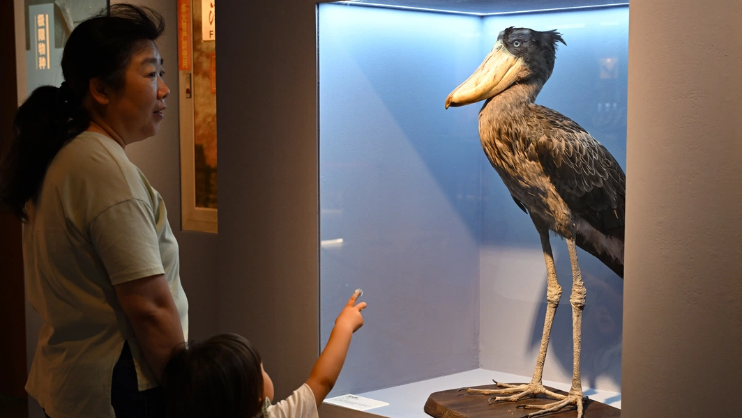 Shoebill: Giant predator of African wetlands