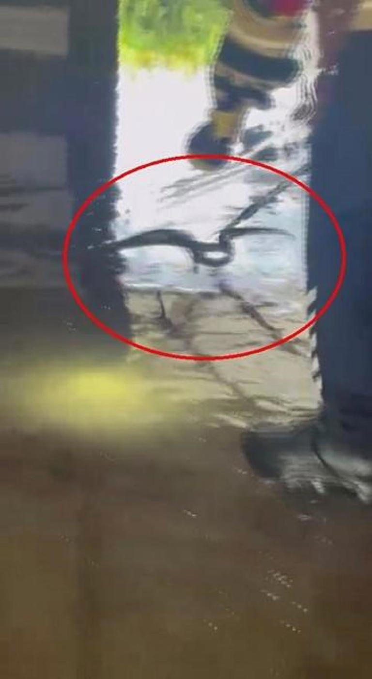 En ölümcülü doğada ortaya çıktı, bir diğeri şehirde kabus yaşattı: Dev ...