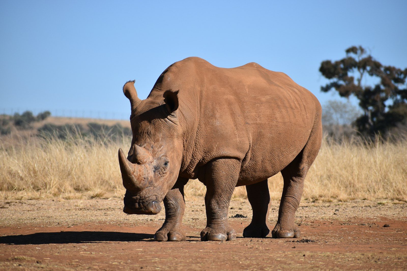 Think you can outrun a rhino? Think again