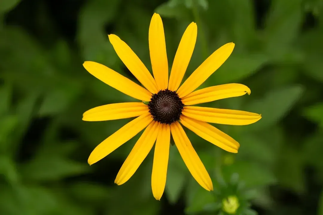 9 low-maintenance garden plants that cost the least to keep looking good