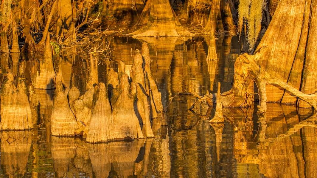 Legends, history, and ecology of the Great Dismal Swamp