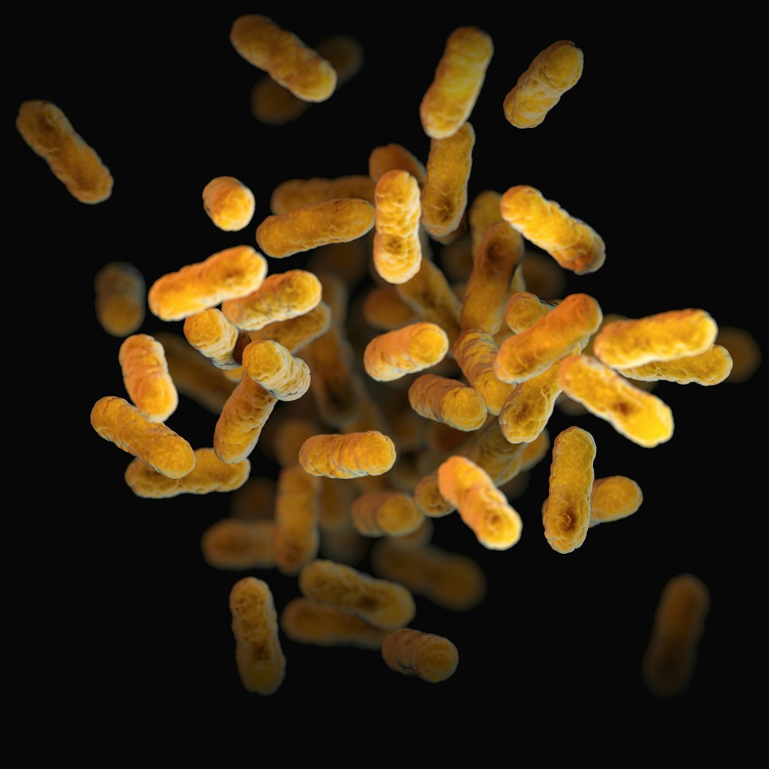 The transplant rejection: Why the Western diet stops healthy gut ...