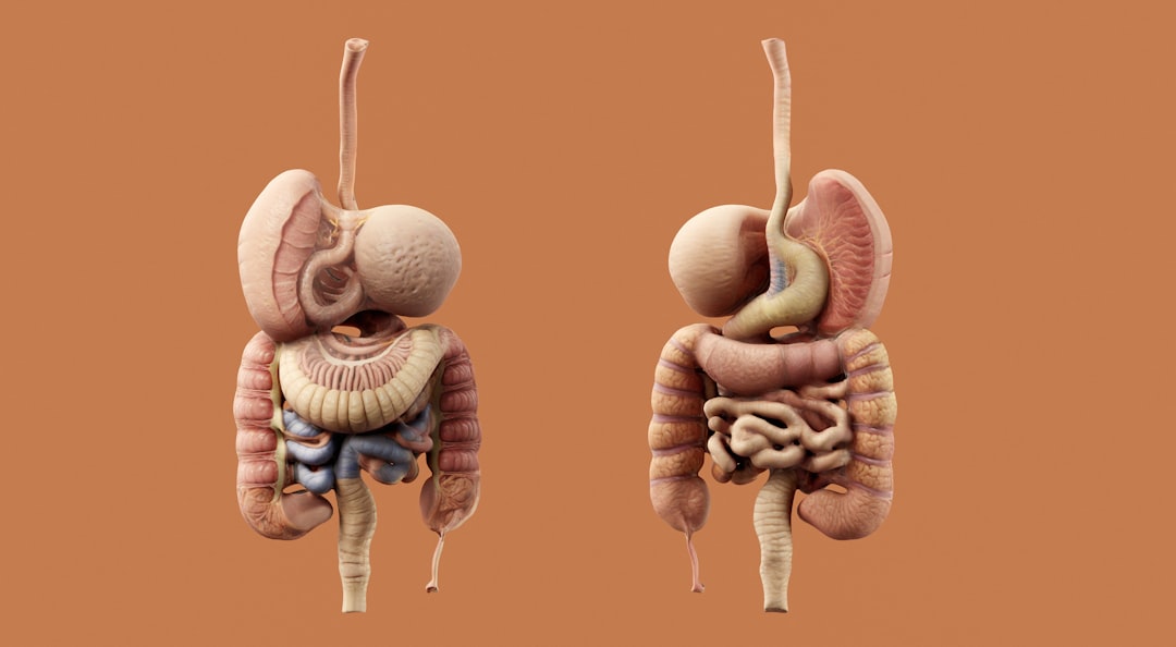 The transplant rejection: Why the Western diet stops healthy gut ...