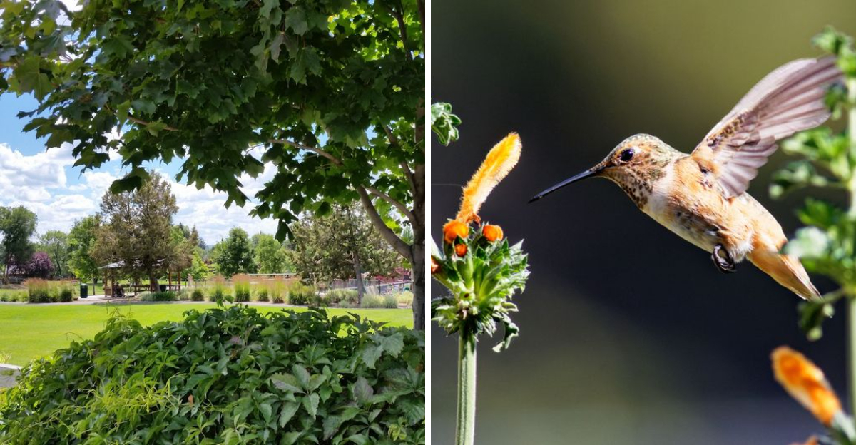 You can get up close to hundreds of wild hummingbirds at this enchanted ...