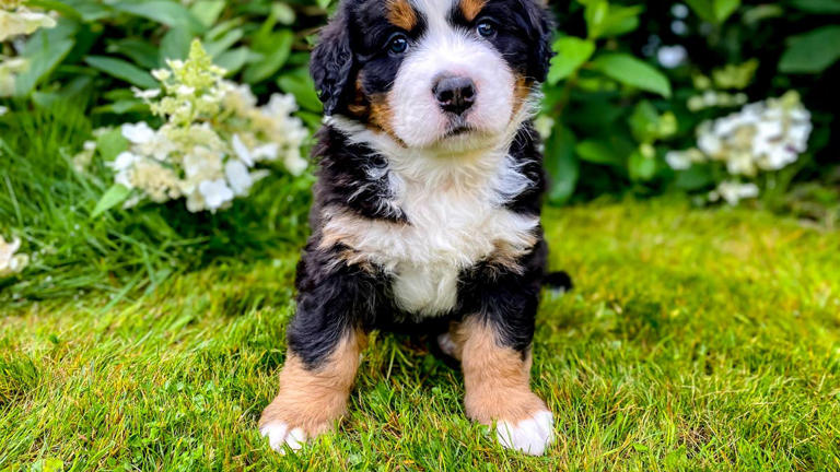Tiny Bernese mountain dog puppy is basically a 'goofy teddy bear'