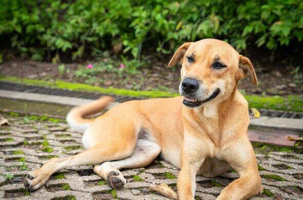 Vet reveals why your dog keeps licking your face, hands and feet