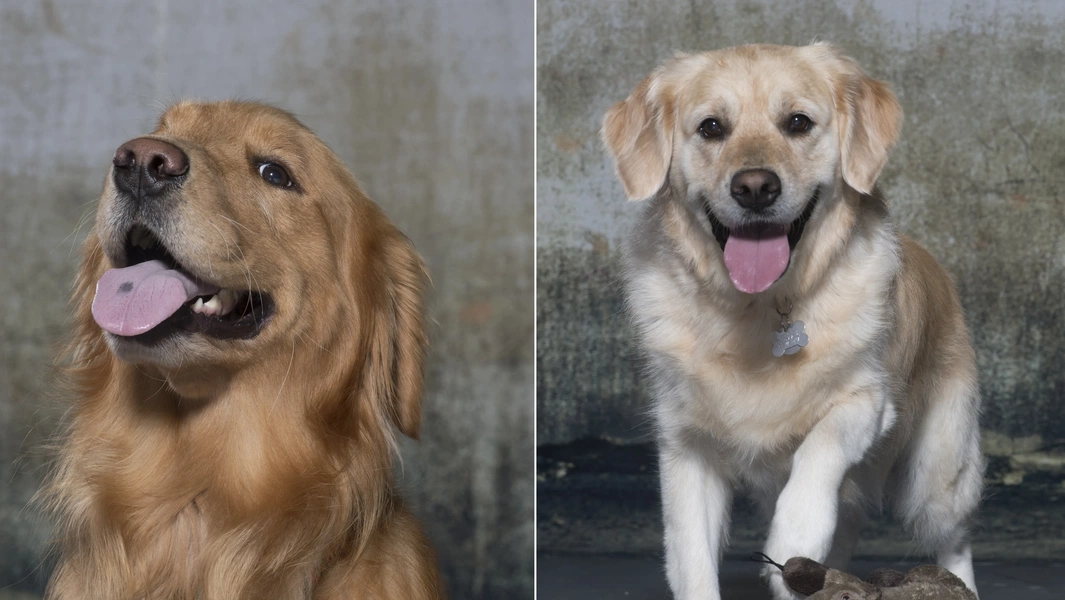 Golden retrievers’ role in home protection