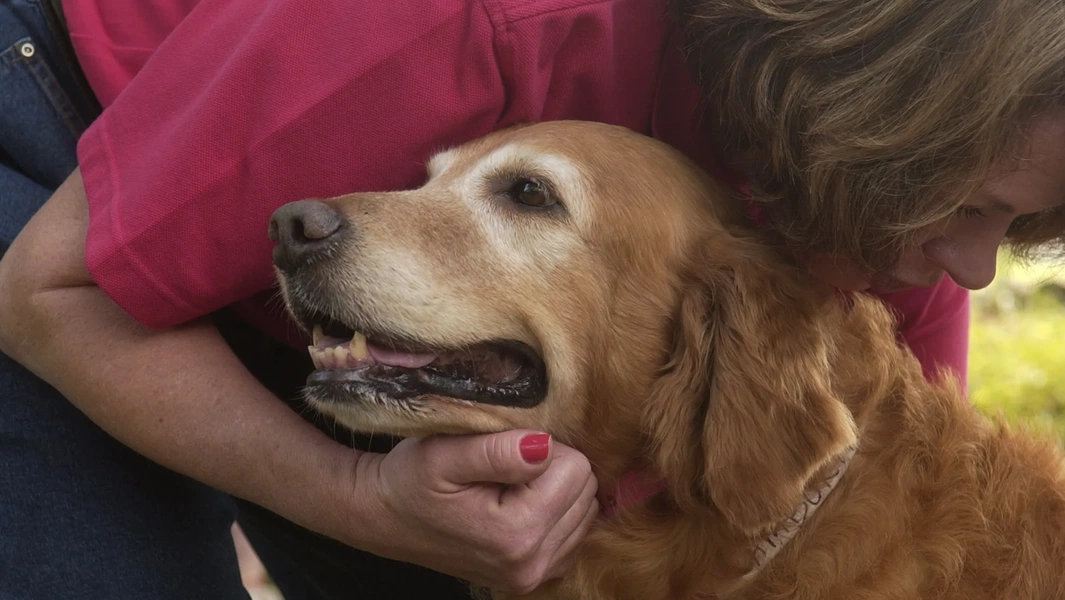 10 affectionate dog breeds that cherish close companionship