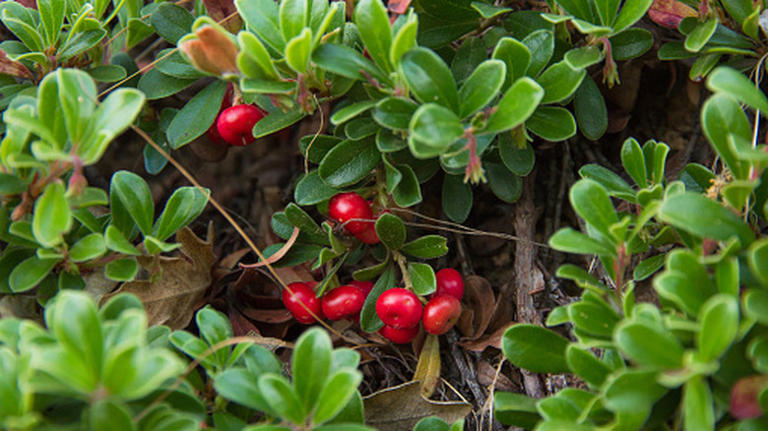 The popular ground cover you'll want to plant to add lasting color to ...