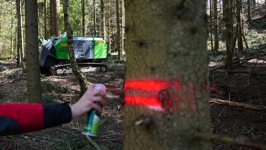 Why trees are marked with orange paint