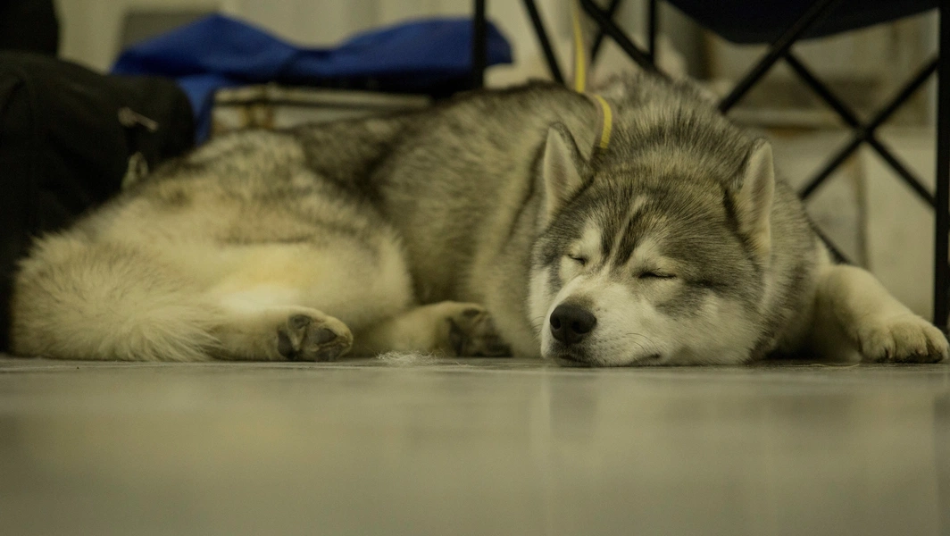 8 hilarious and adorable husky moments