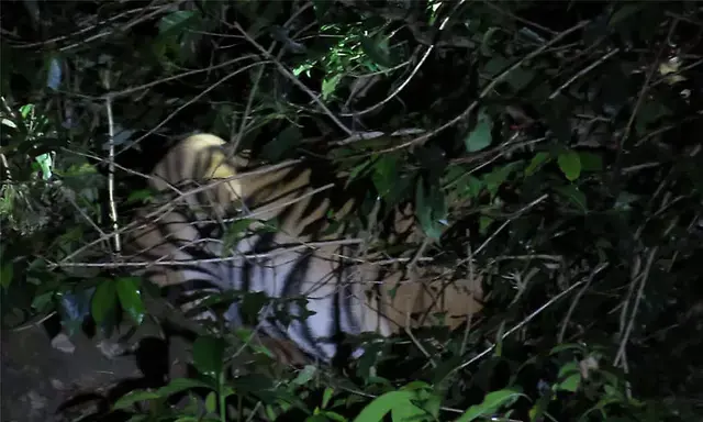Injured tiger with snare spotted near Mullayanagiri, forest officials ...