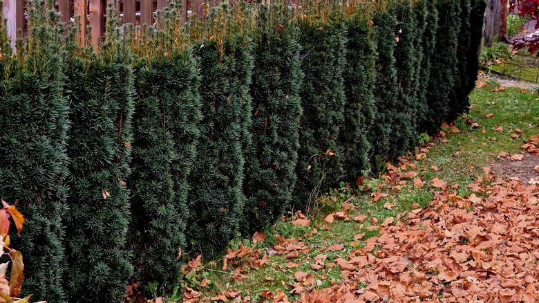 16 fast growing privacy trees you can enjoy year-round for their looks ...