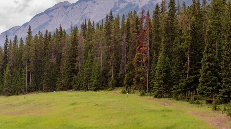 16 fast growing privacy trees you can enjoy year-round for their looks ...
