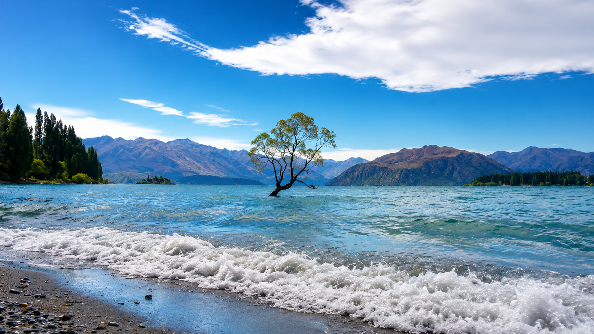Why do people travel so far to see this tree?
