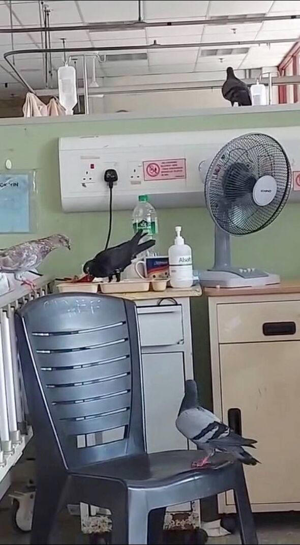 Horror as pigeons and crows caught eating patients' food and pooping in ...