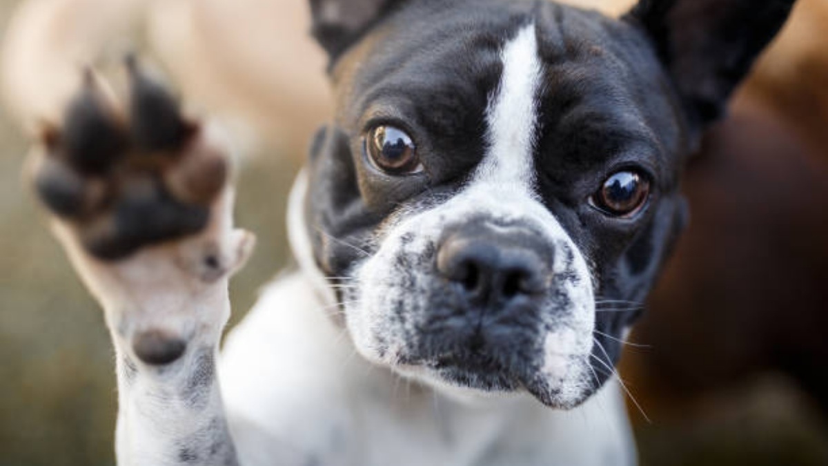 French Bulldogs Continue to Dominate in Popularityand These Reasons ...