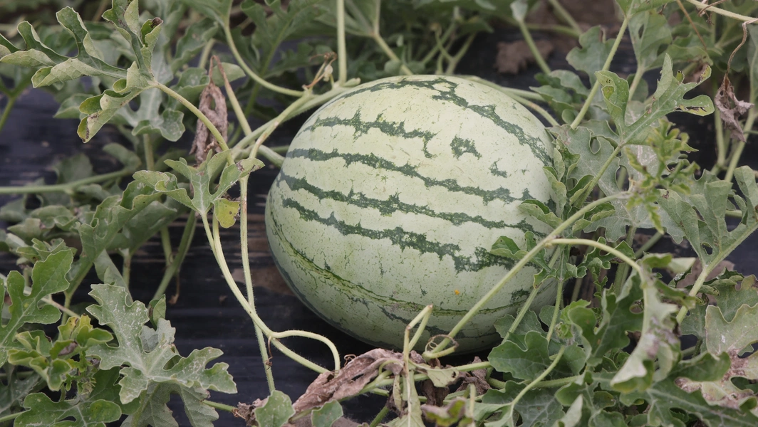 Signs of a perfectly ripe watermelon
