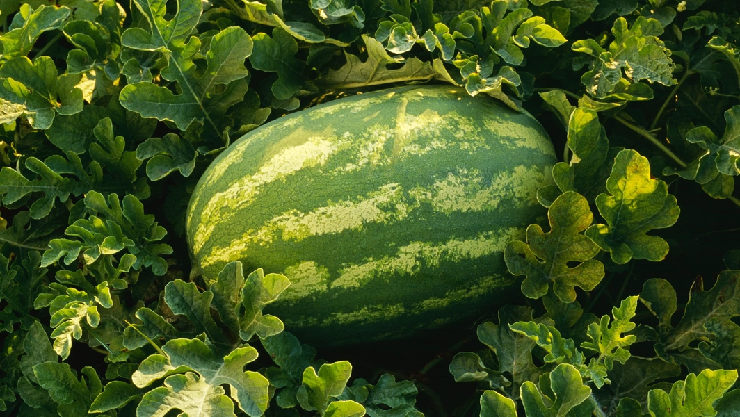 Tips for choosing a sweet, ripe watermelon