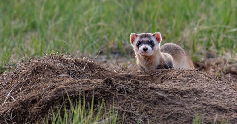 Predators that specialize in one type of prey