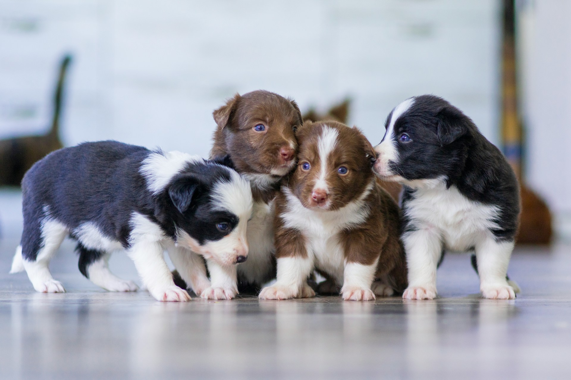 I’ll say it: Breeding purebred dogs while shelters are full is indefensible