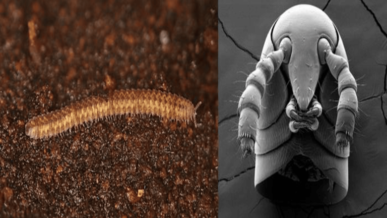 Millipedes originated 460 million years ago, study rewrites land animal ...