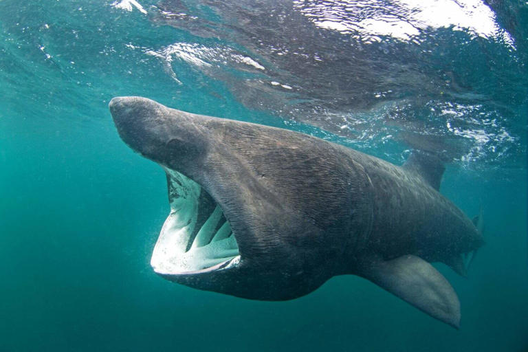 8,345 days of tracking upended what we knew about basking sharks