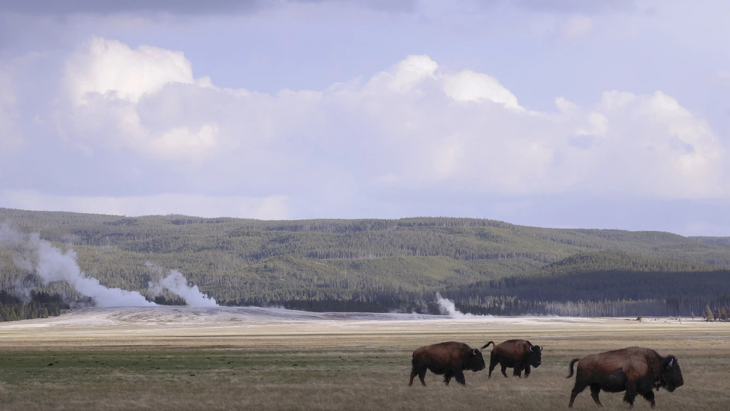 17 dangerous animals tourists risk approaching