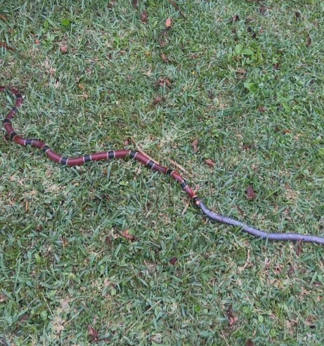 Venomous coral snake was eating what looked like another snake, but the ...