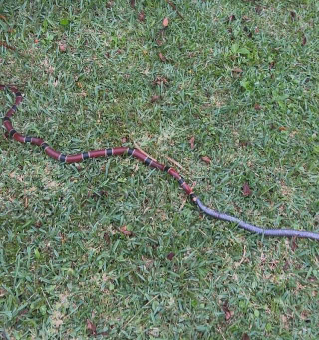 Venomous coral snake was eating what looked like another snake, but the ...