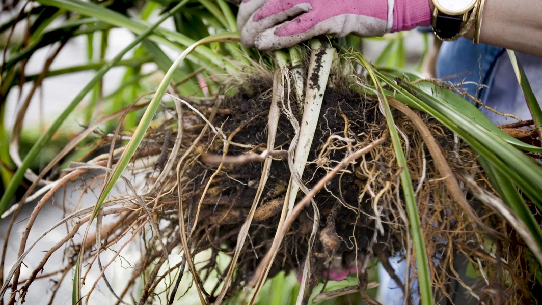 Identifying and treating root rot in plants