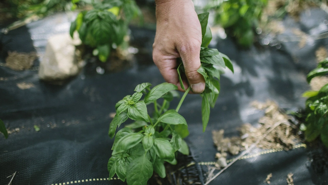 How to harvest and preserve basil for maximum flavor