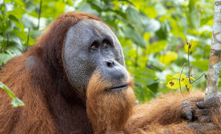 A single storm wiped out 7% of Earth’s rarest great ape population in ...