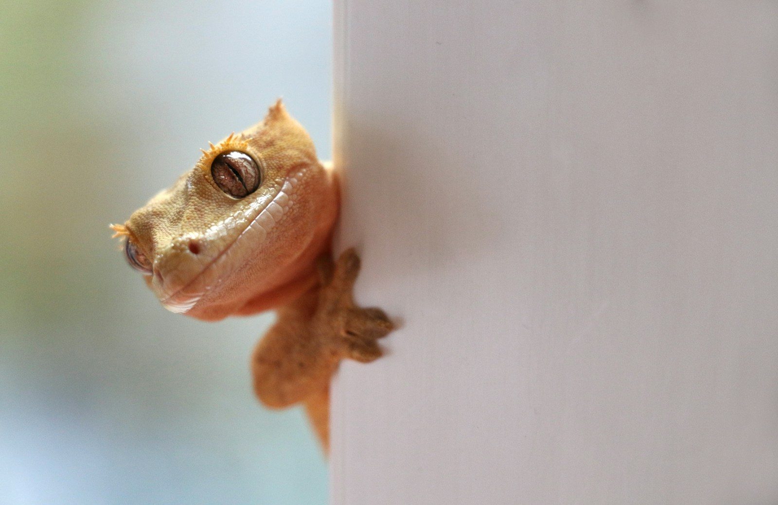 The 3 deadliest lizards on Earth and why they command respect