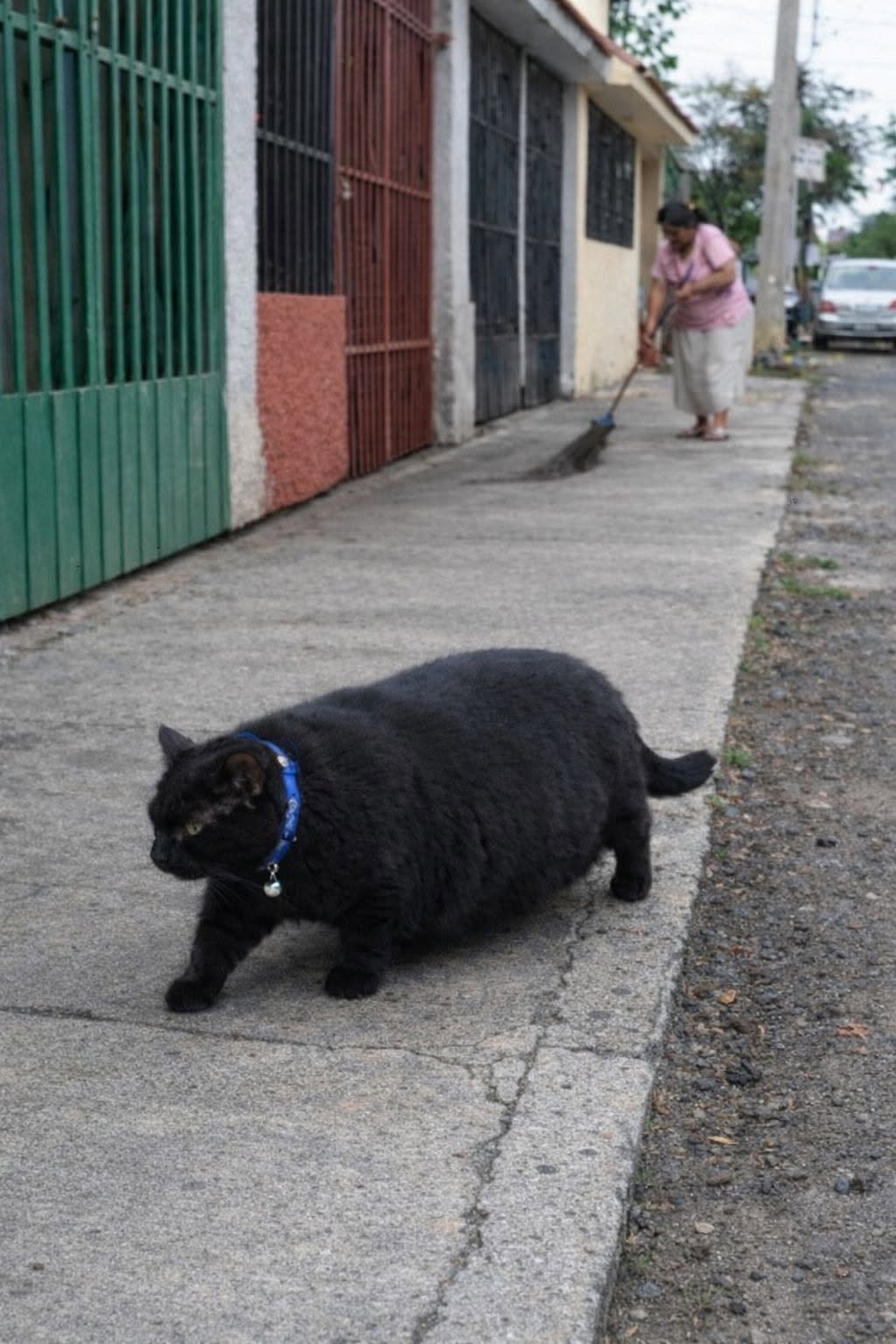 Gordito si finge randagio e mangia in quattro case diverse: il ...