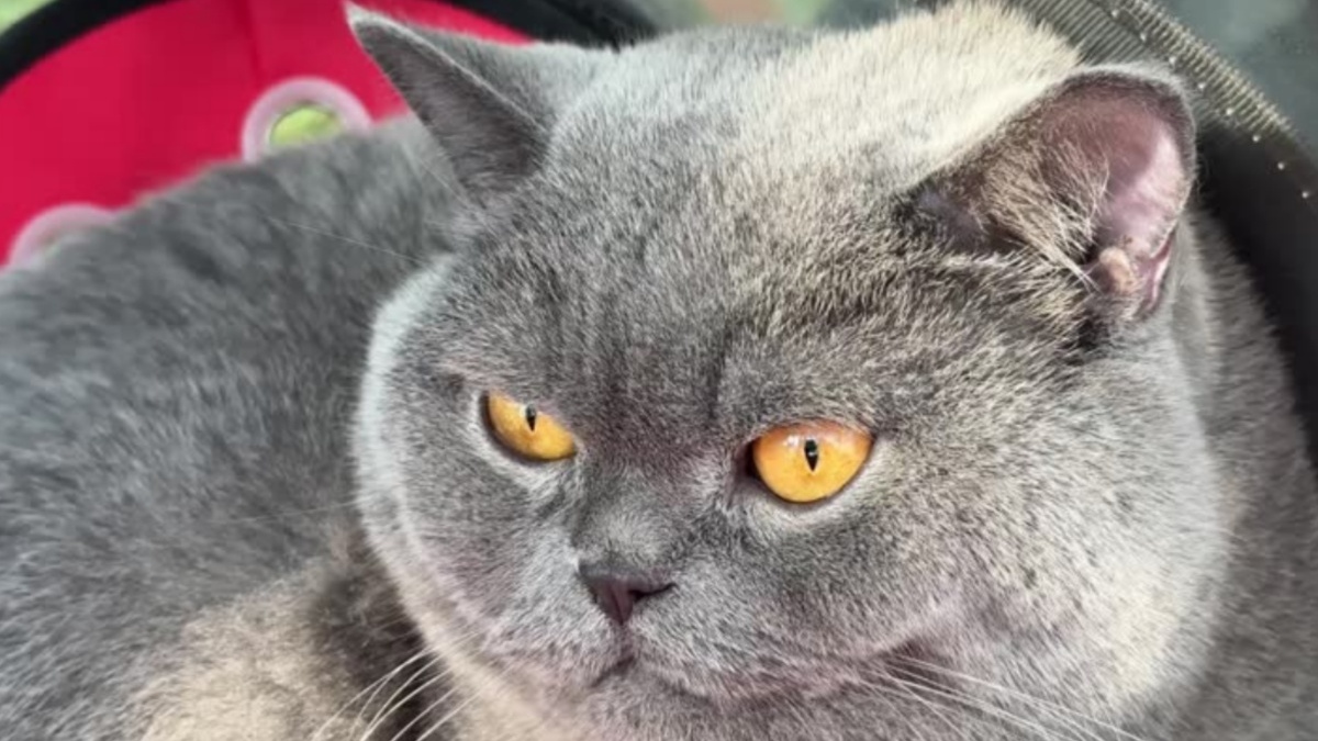 This British Shorthair kitten's sandy eyes are so rare that people ...