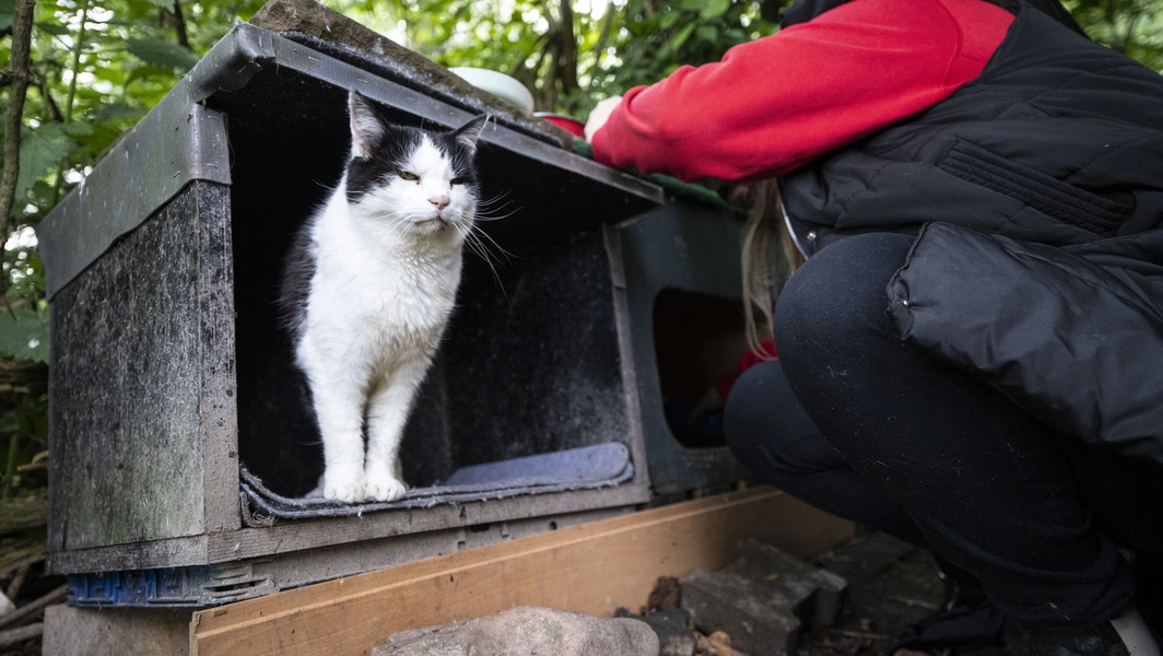 Volunteering with cats on the Greek island of Syros
