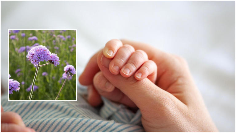 Intossicato dalle tisane alla verbena: neonato di 12 giorni salvato a ...