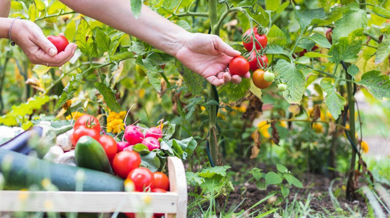 Peppers vs tomatoes: Which are easier to grow?