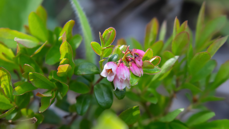 The popular ground cover you'll want to plant to add lasting color to ...