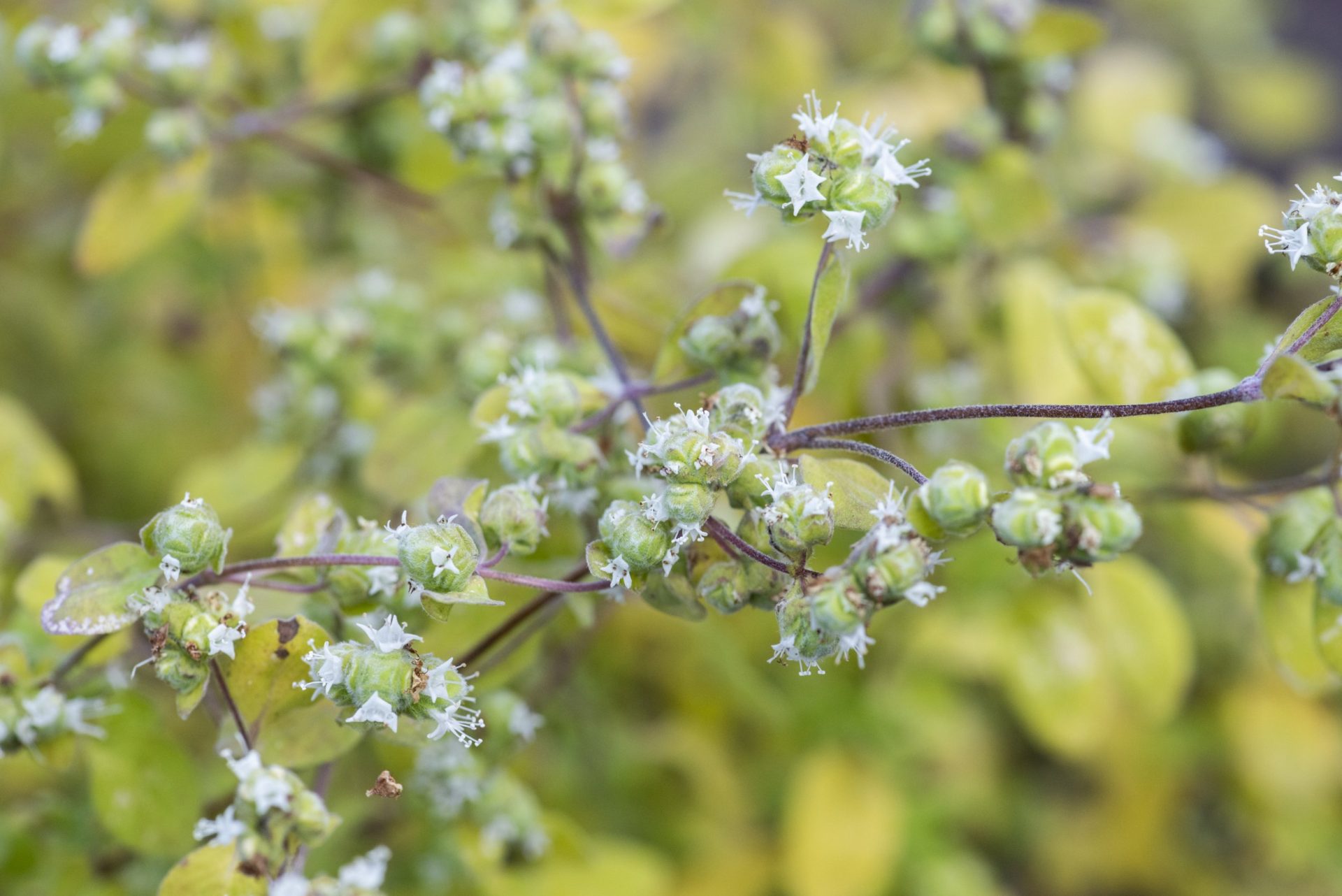 The best herbs to sow now for a summer of homegrown flavour