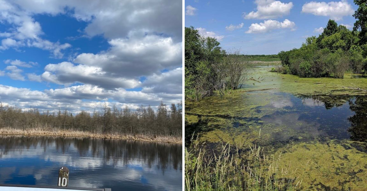 This rare Illinois ecosystem has been forming since the glaciers left ...