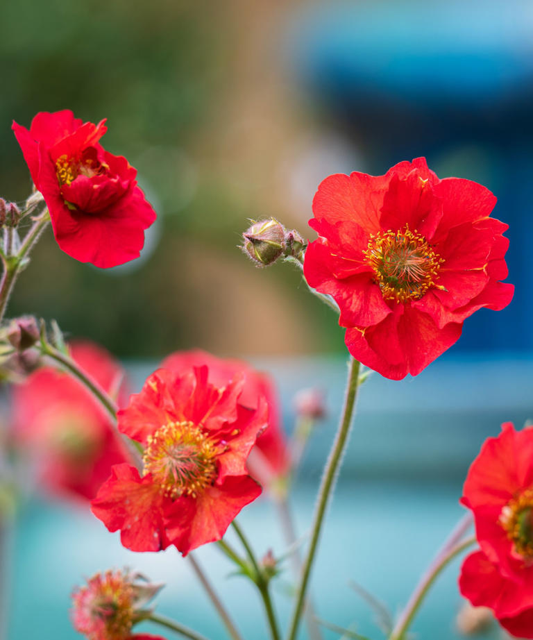 This perennial is quietly replacing petunias – it's just as colorful ...
