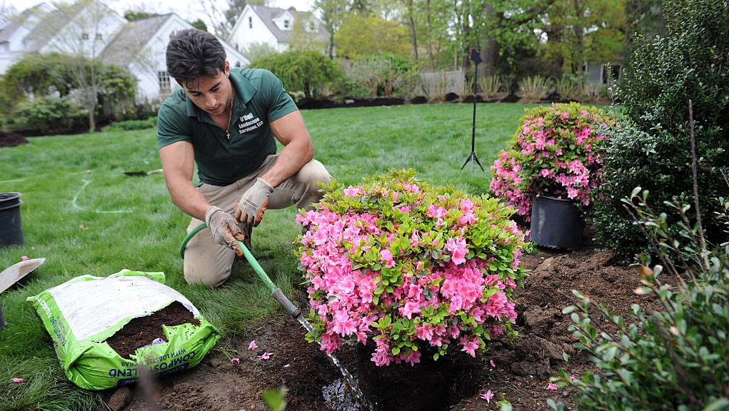Essential tips for healthy, blooming azaleas