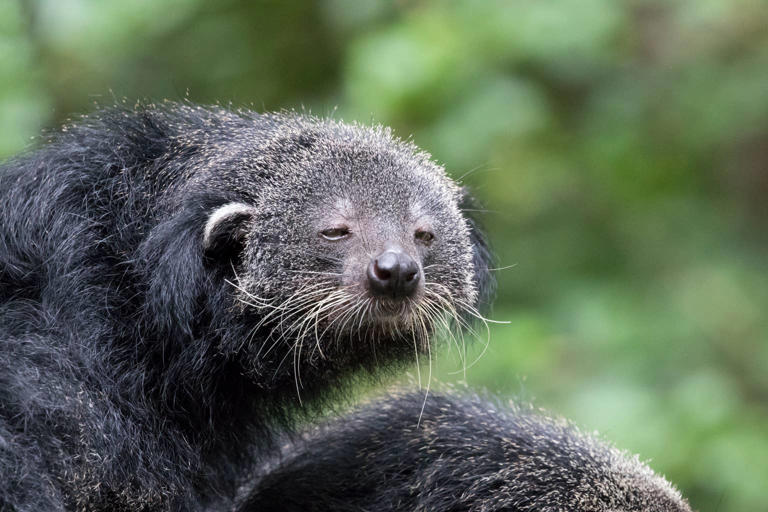 San Diego Zoo welcomes two new binturong babies — the first in 26 years