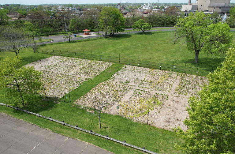 Connecticut's least tree-covered city is growing the Northeast's ...